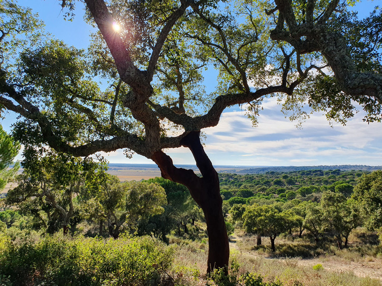 Revised Forest Stewardship Standard for Portugal | fsc.org